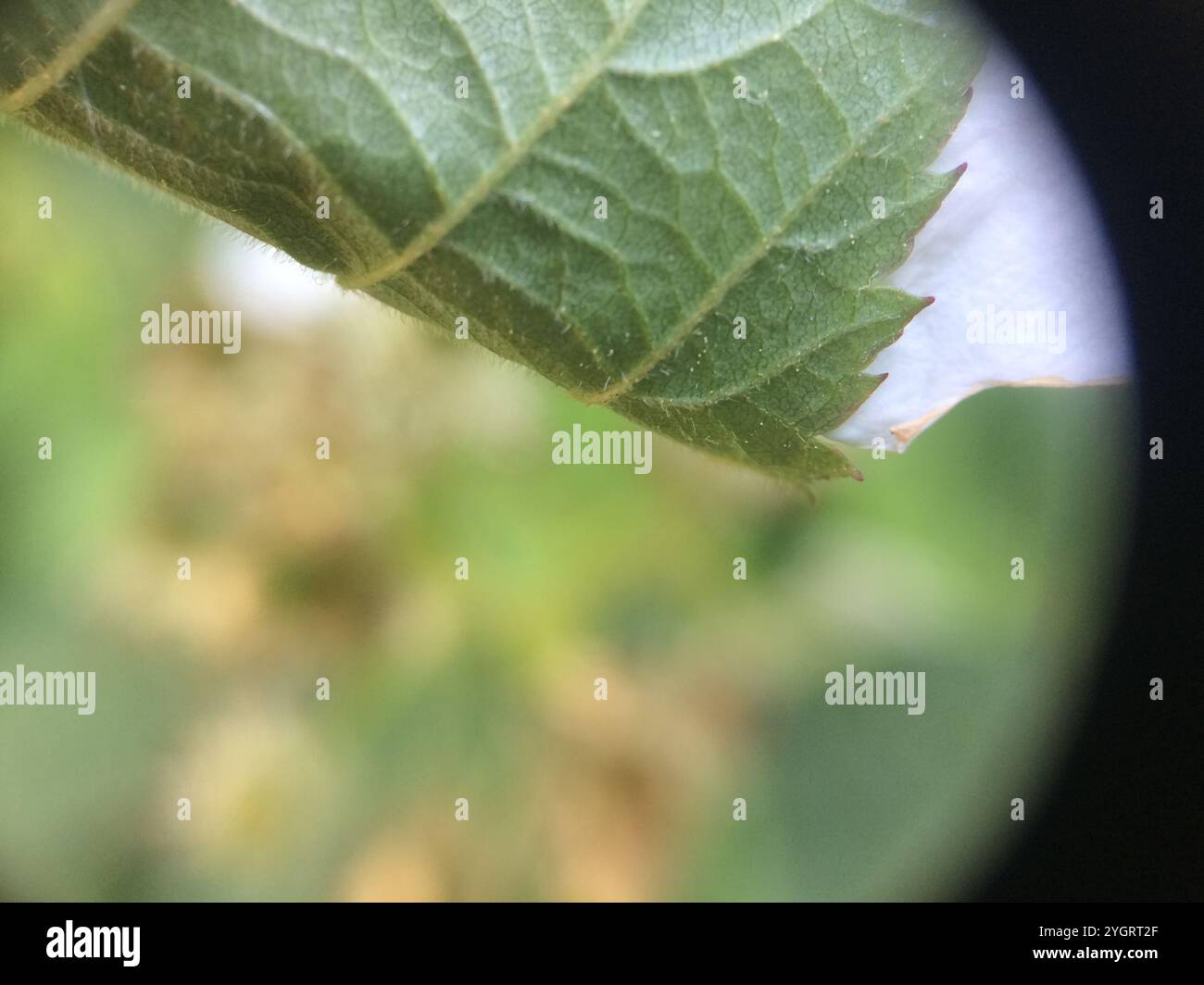 Pensilvanicus hi-res stock photography and images - Alamy