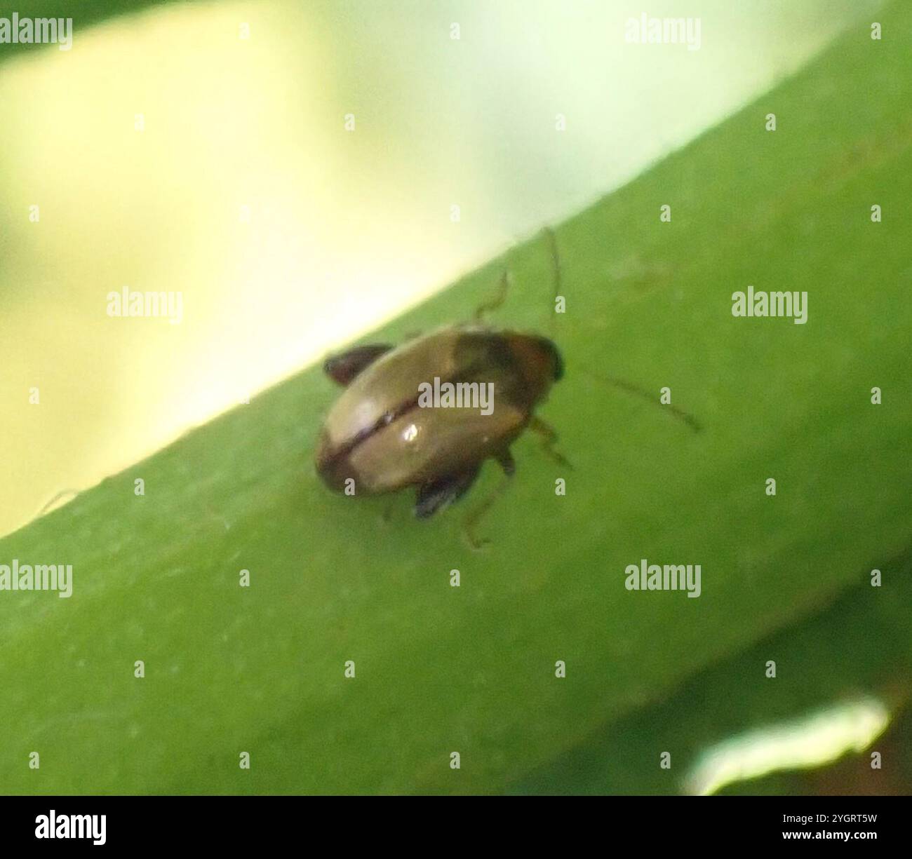 Flea beetle potato hi-res stock photography and images - Alamy