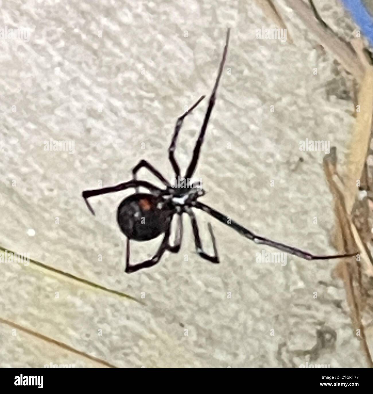 Western Black Widow (Latrodectus hesperus Stock Photo - Alamy