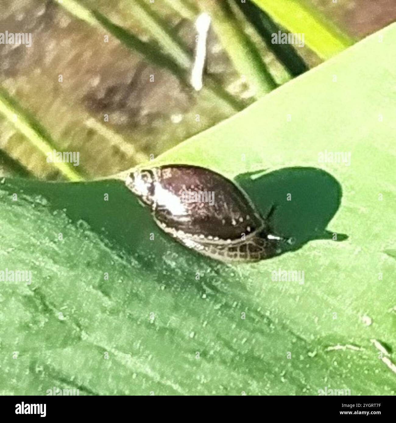 Oxyloma elegans hi-res stock photography and images - Alamy