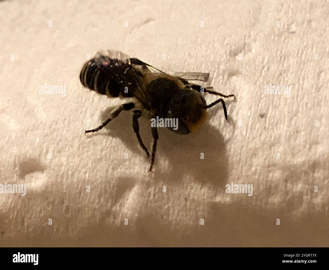 Alfalfa leafcutter bee megachile rotundata hi-res stock photography and ...