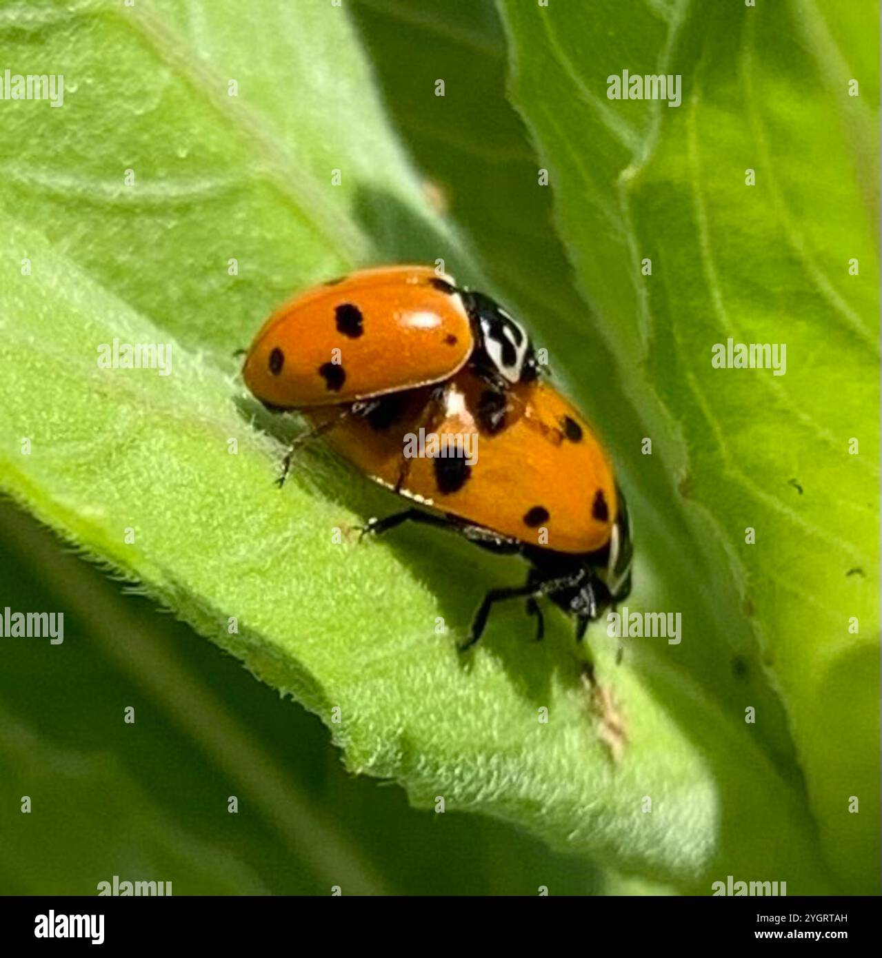 Variegated Lady Beetle (Hippodamia variegata Stock Photo - Alamy