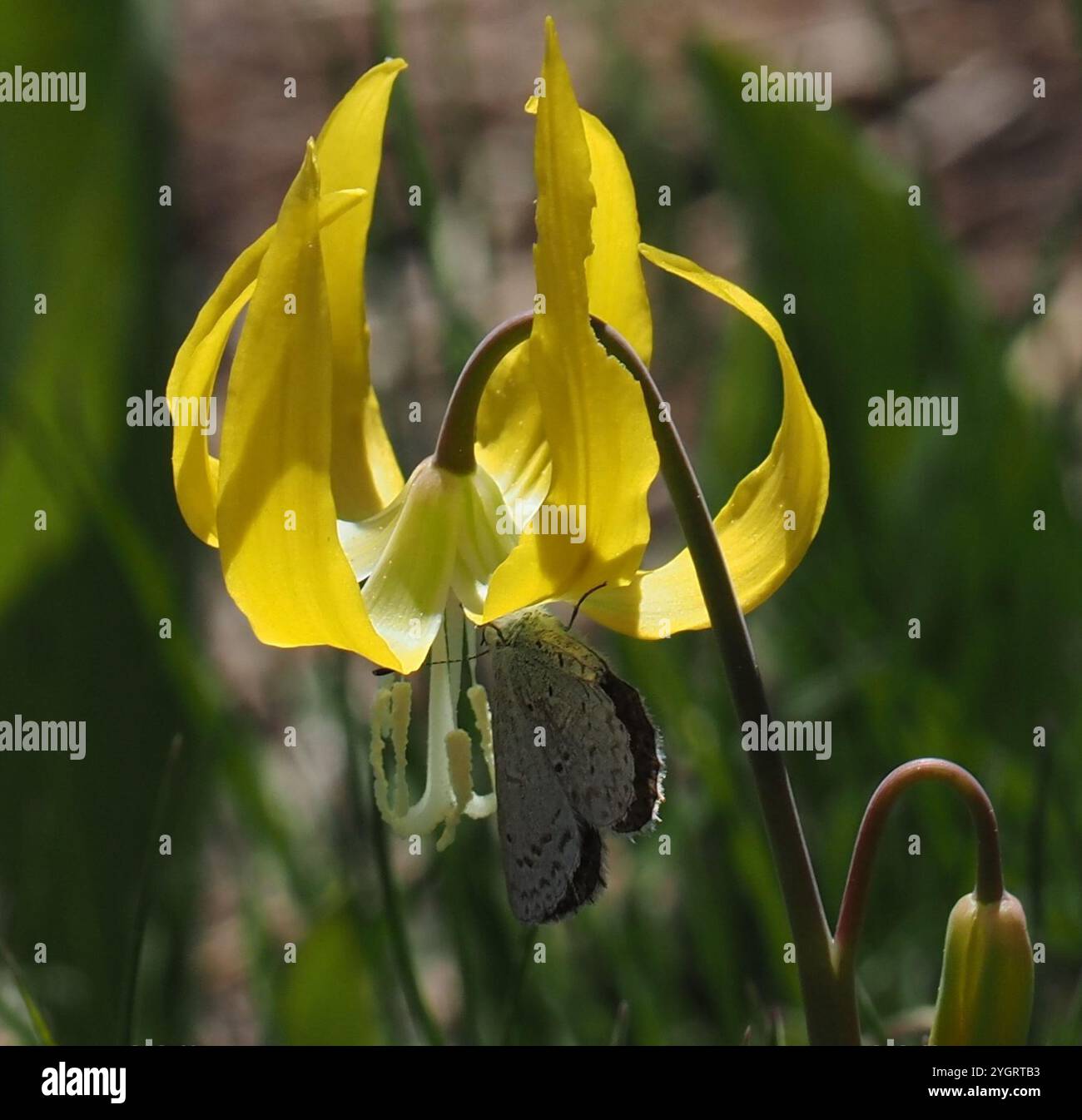 Echo Azure (Celastrina echo Stock Photo - Alamy