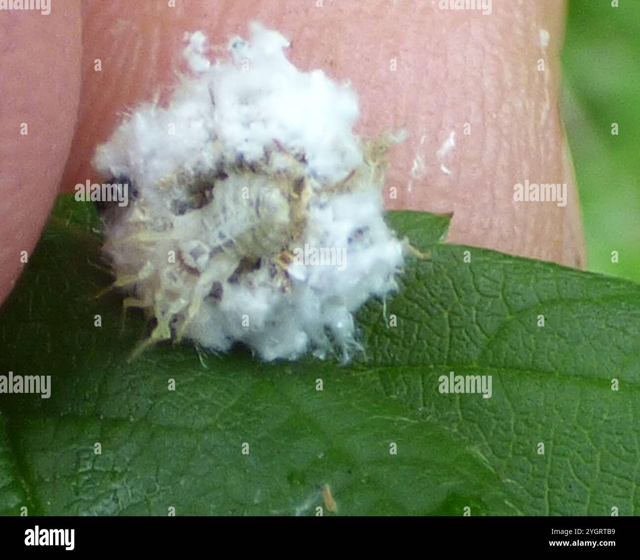 Green Lacewings (Chrysopidae Stock Photo - Alamy