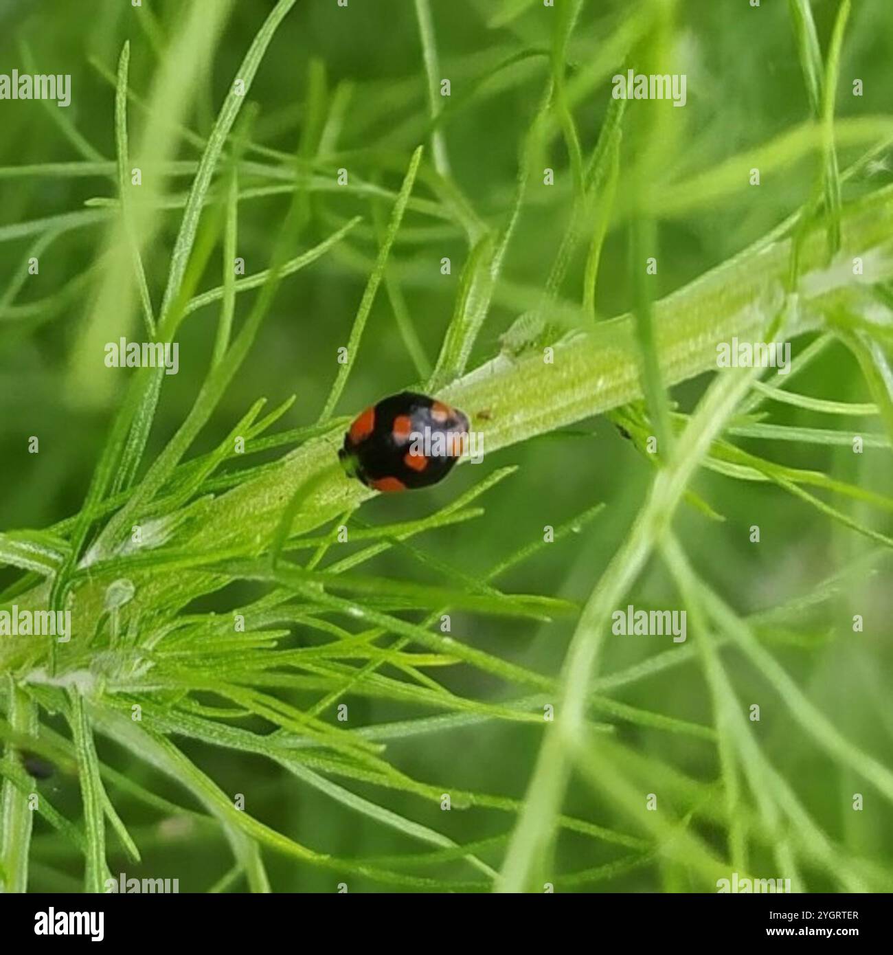 Two-spotted Lady Beetle (Adalia bipunctata Stock Photo - Alamy