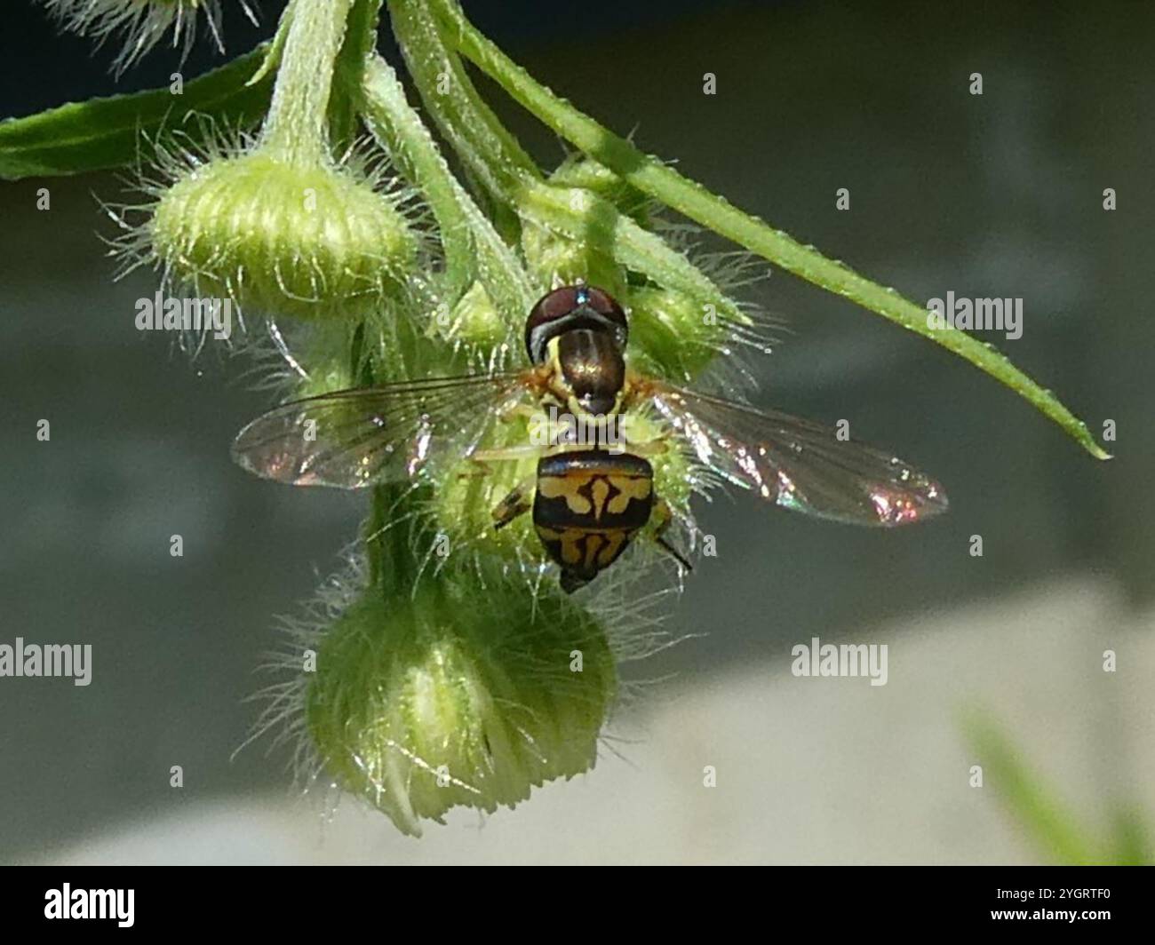 Eastern Calligrapher (Toxomerus geminatus Stock Photo - Alamy