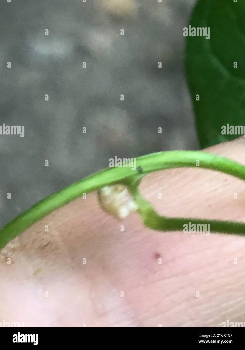 Chinese yam (Dioscorea polystachya Stock Photo - Alamy