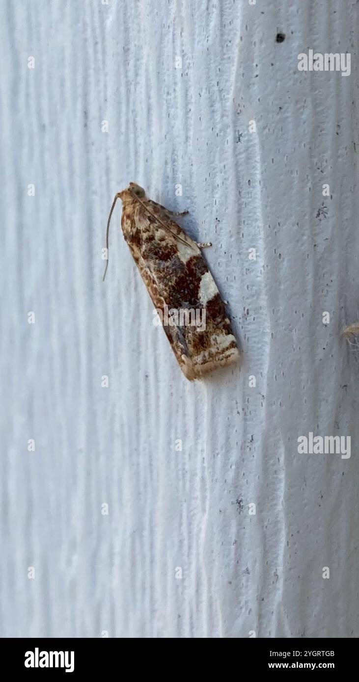 Fruit-tree Leafroller Moth (Archips argyrospila Stock Photo - Alamy