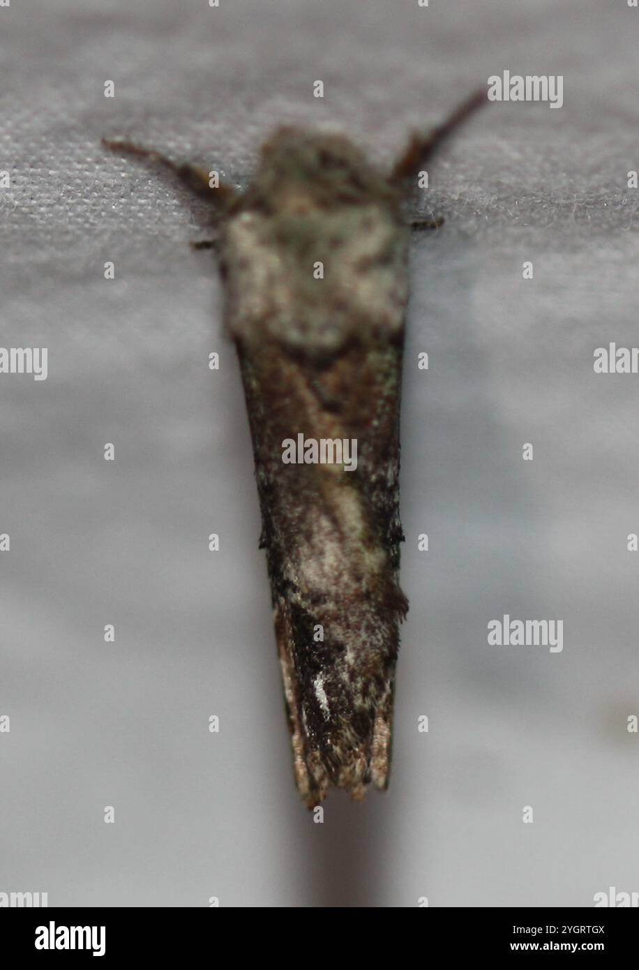 Prominent Moths (Notodontidae Stock Photo - Alamy