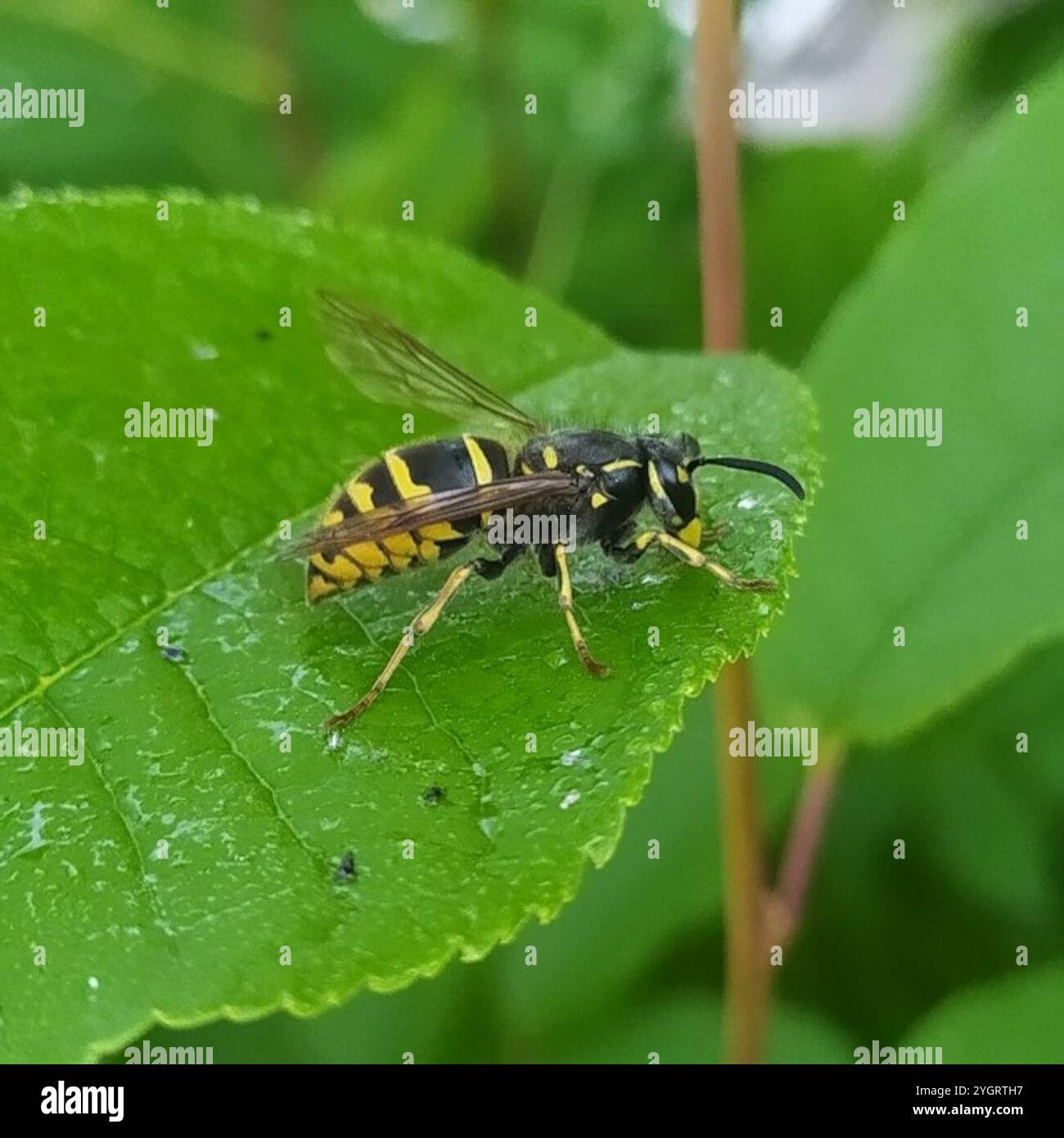 Common European Yellowjacket (Vespula vulgaris Stock Photo - Alamy