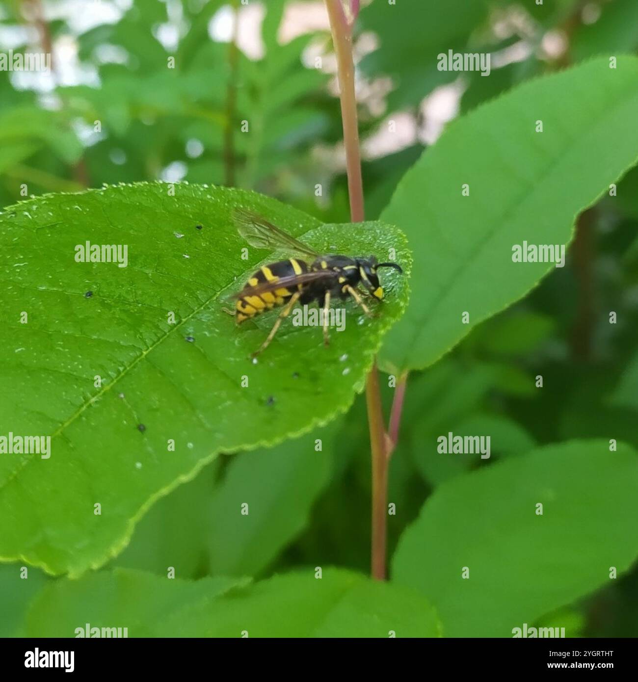 Common European Yellowjacket (Vespula vulgaris Stock Photo - Alamy