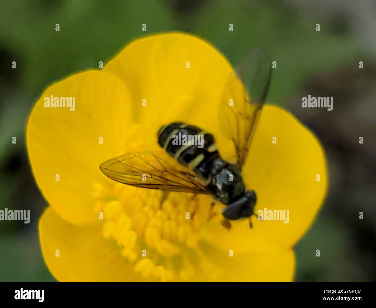 Hover Flies (Syrphidae Stock Photo - Alamy