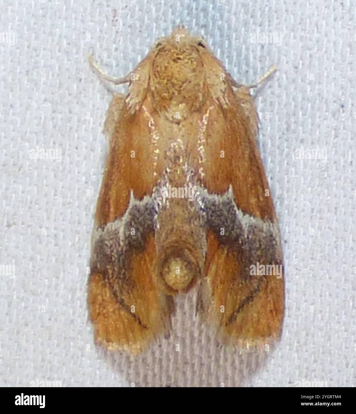 Yellow-shouldered Slug Moth (Lithacodes fasciola Stock Photo - Alamy