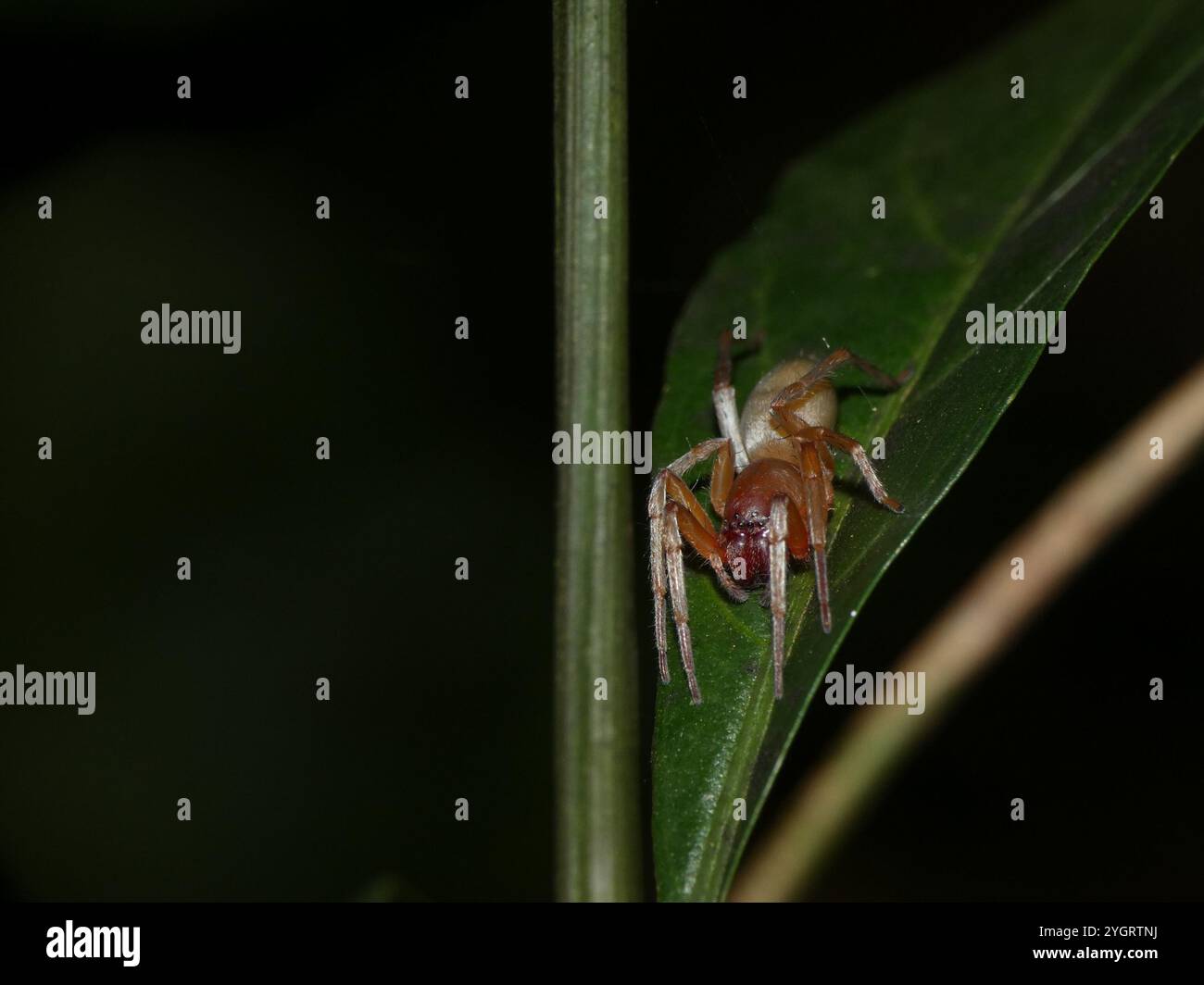 Long-legged Sac Spiders (Cheiracanthiidae Stock Photo - Alamy