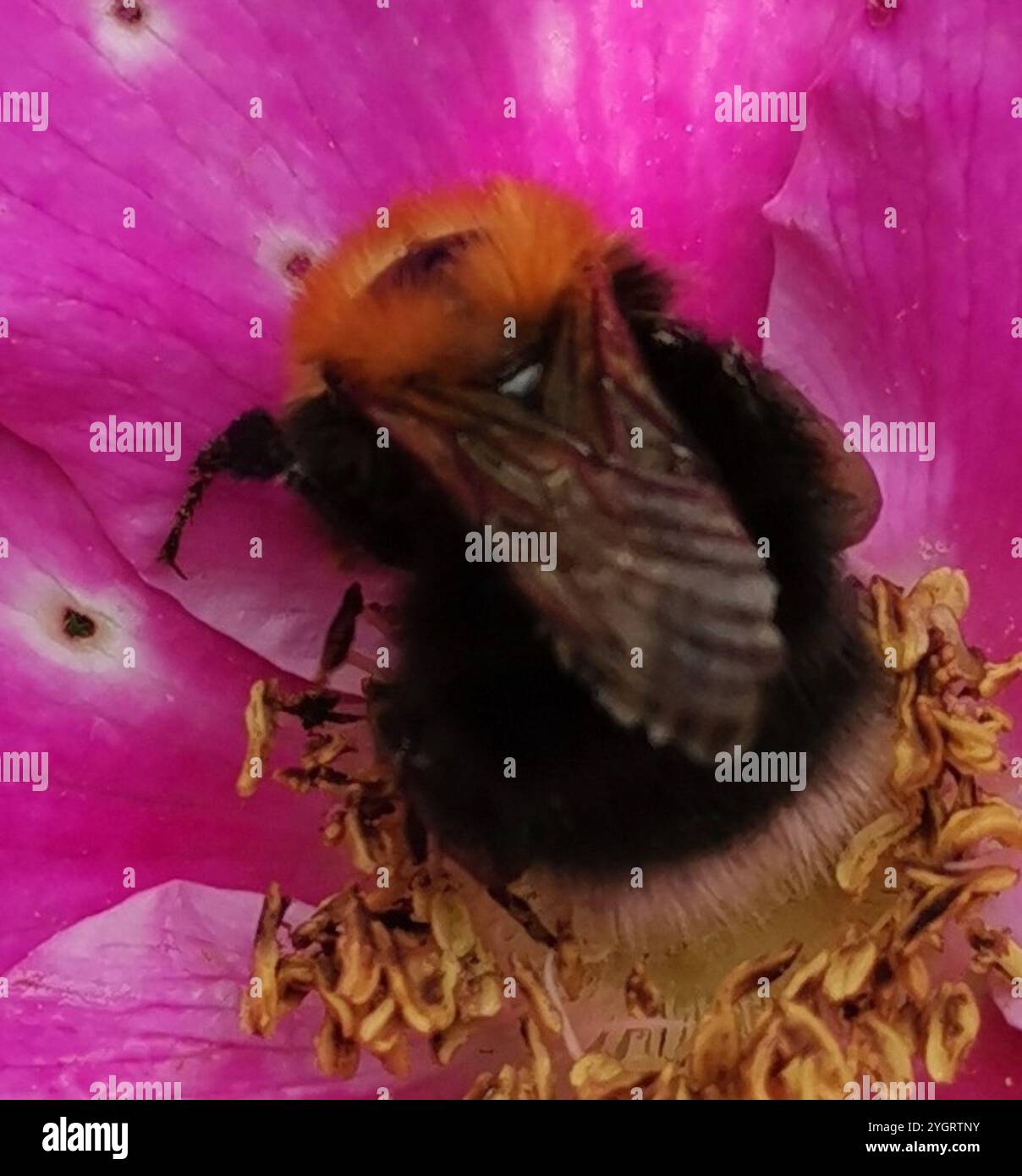 Tree Bumble Bee (Bombus hypnorum Stock Photo - Alamy