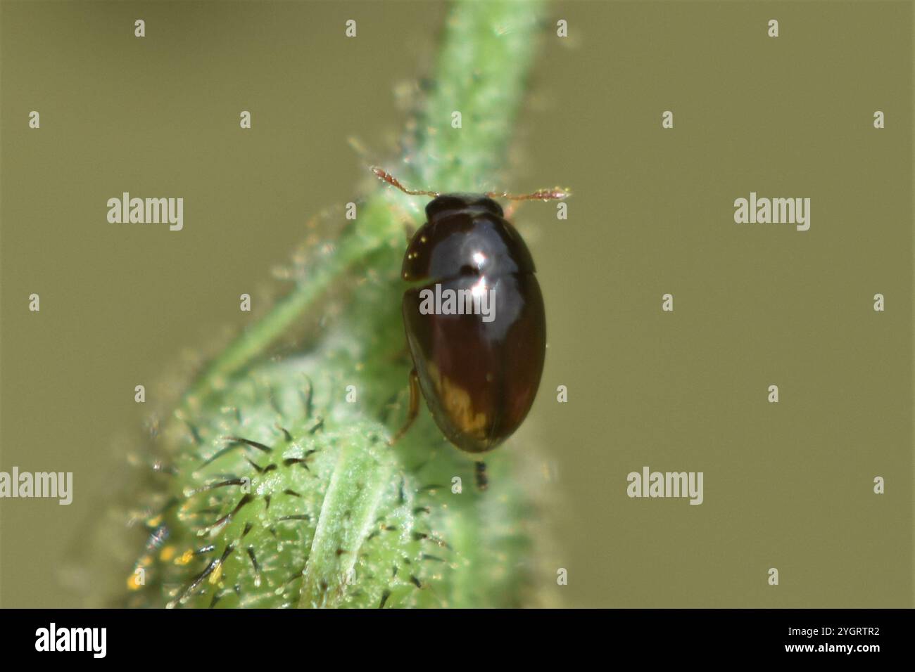 Phalacridae hi-res stock photography and images - Alamy