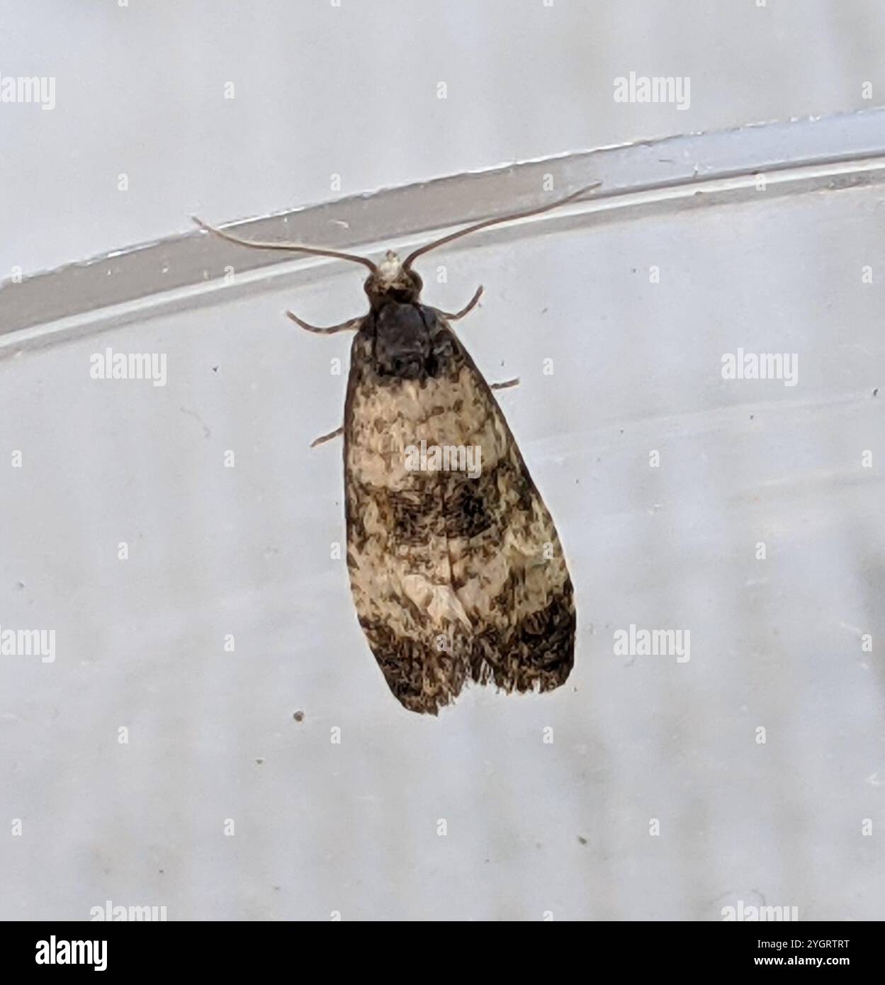 Little Conch (Neocochylis dubitana Stock Photo - Alamy