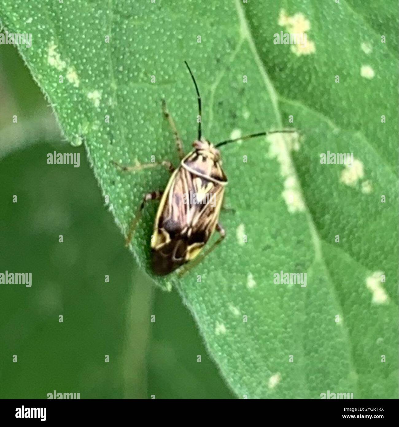 North American Tarnished Plant Bug (Lygus lineolaris Stock Photo - Alamy