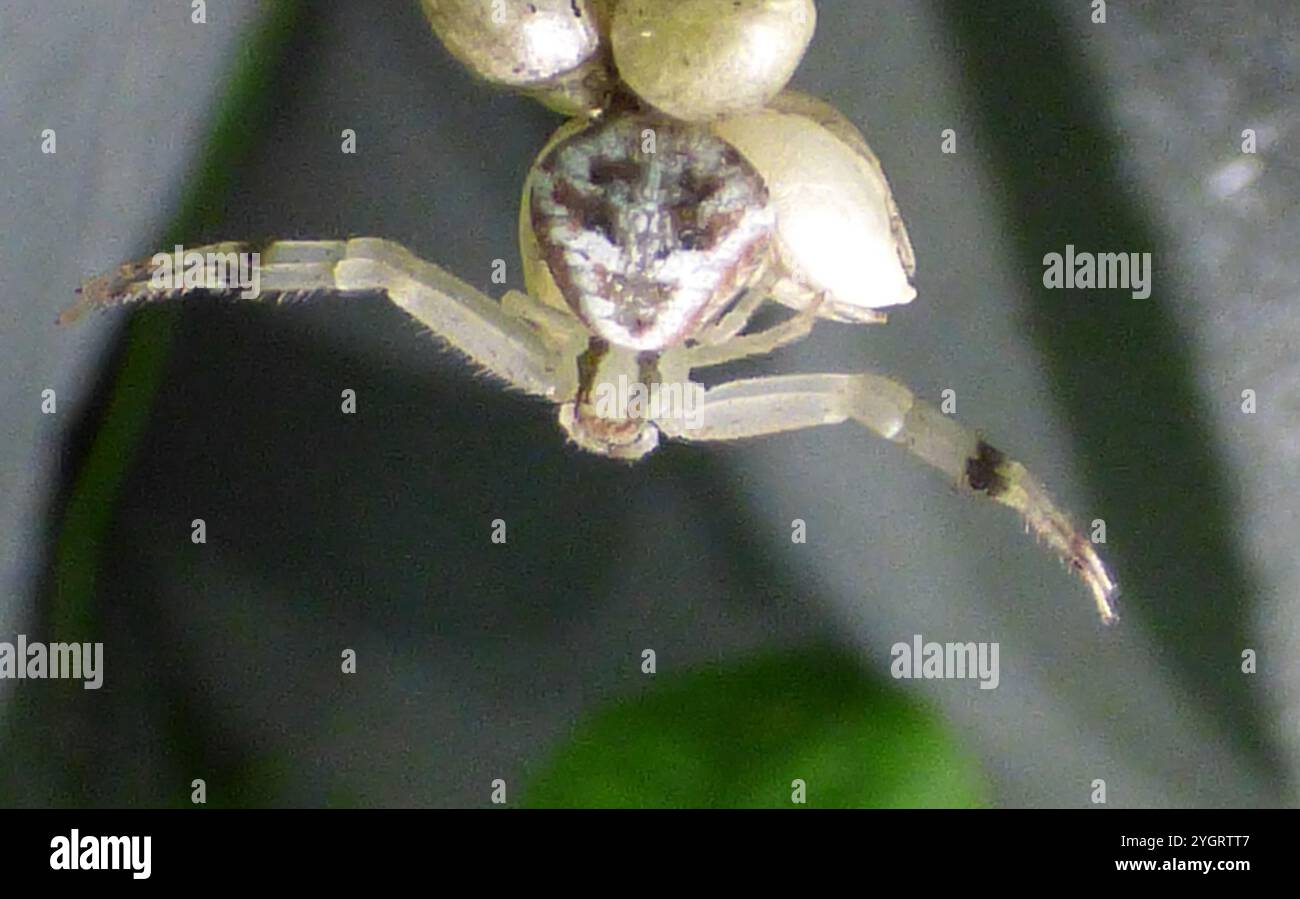 Crab Spiders (Thomisidae Stock Photo - Alamy