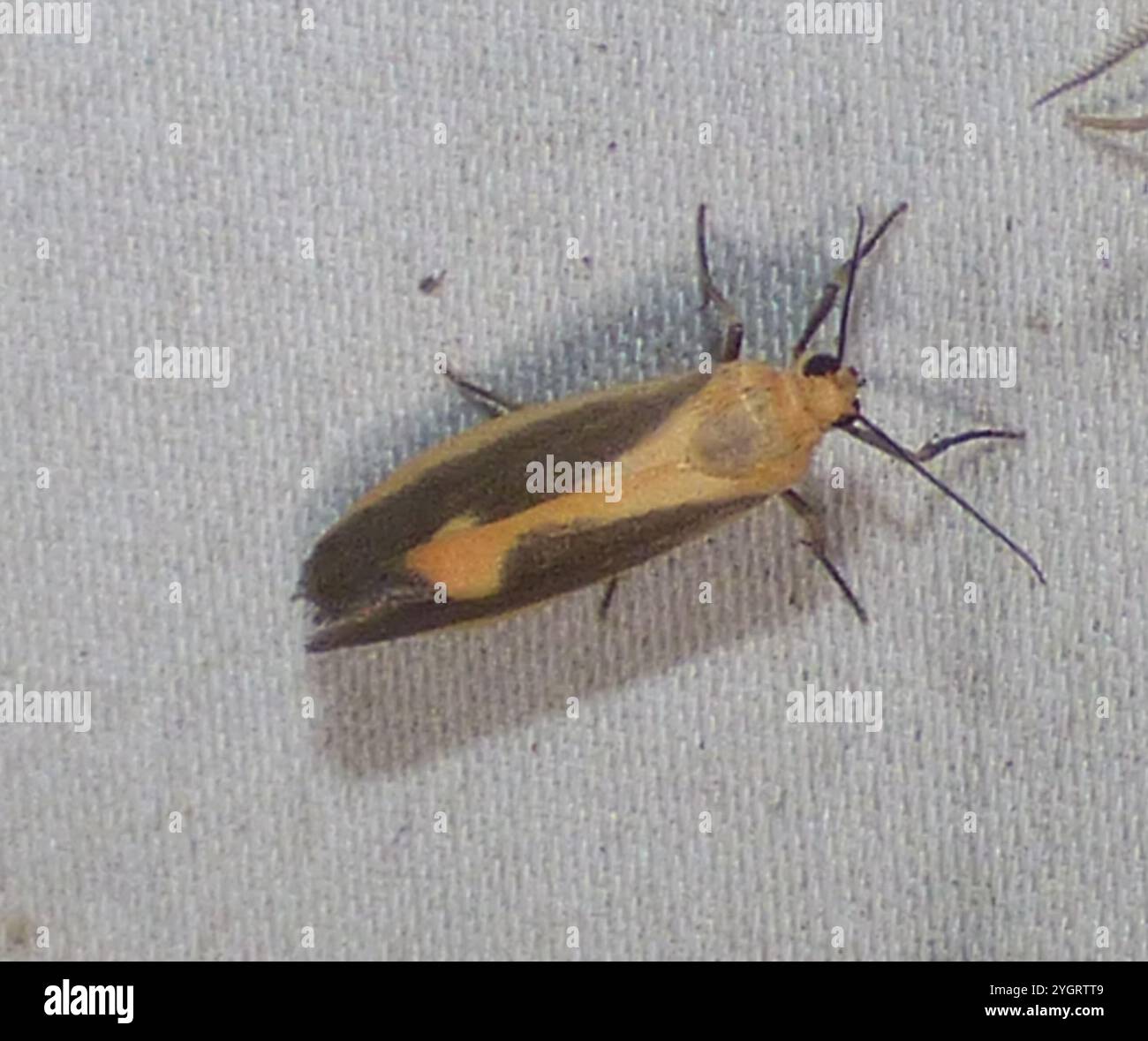 Lead-colored Lichen Moth (Cisthene plumbea Stock Photo - Alamy