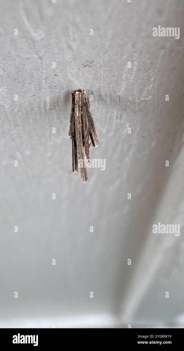 Common Bagworm Moth (Psyche casta Stock Photo - Alamy