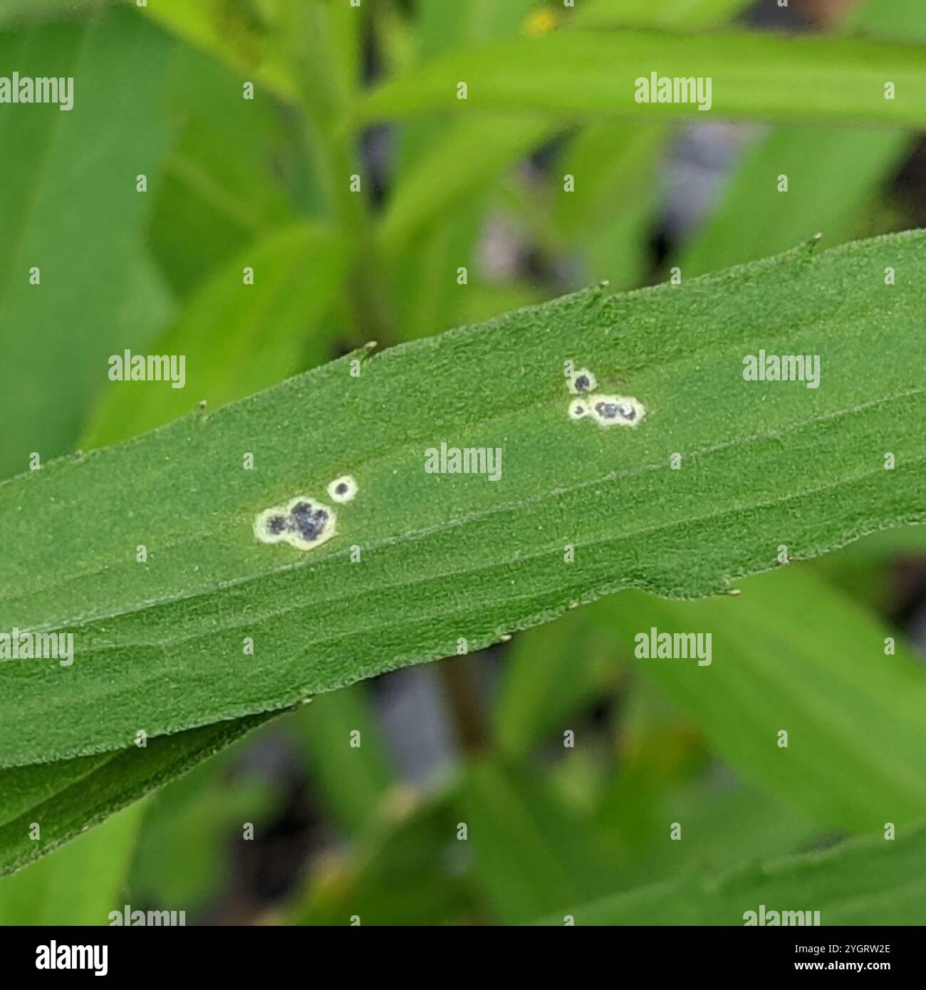 Carbonifera hi-res stock photography and images - Alamy