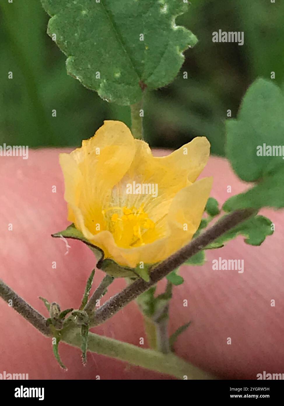 spreading sida (Sida abutilifolia Stock Photo - Alamy