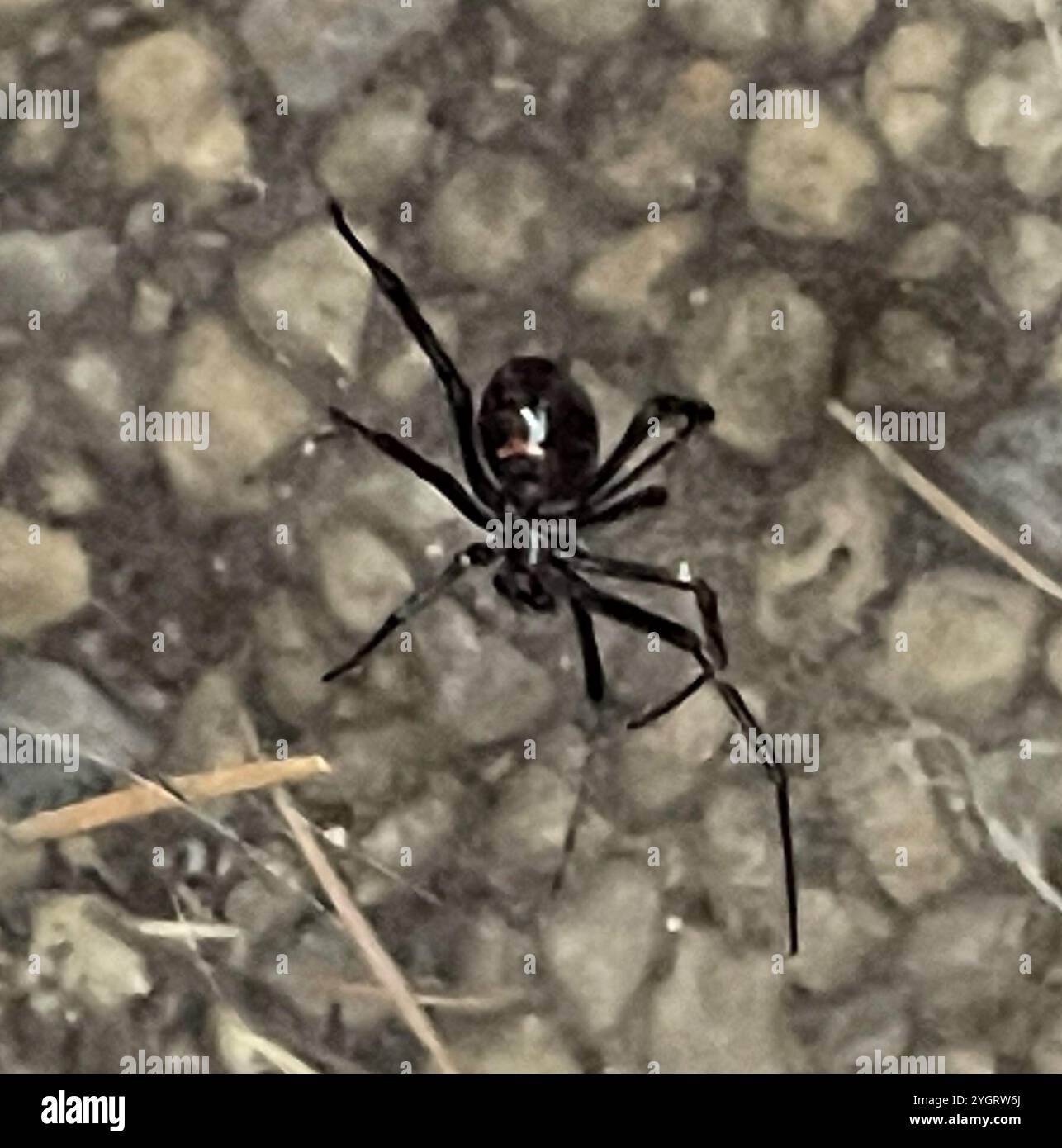 Western Black Widow (Latrodectus hesperus Stock Photo - Alamy