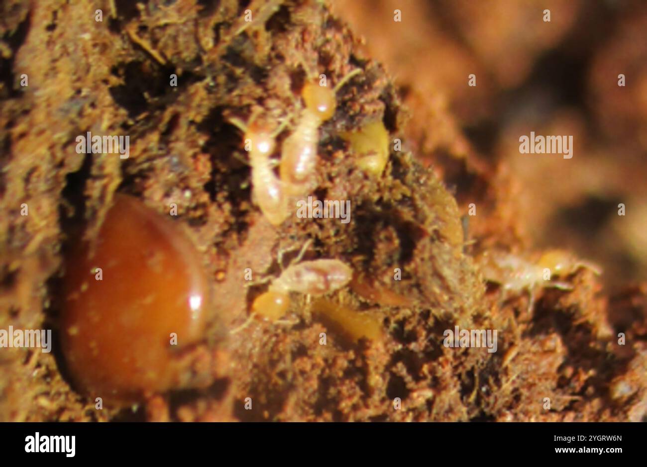fungus-growing termites (Macrotermitinae Stock Photo - Alamy
