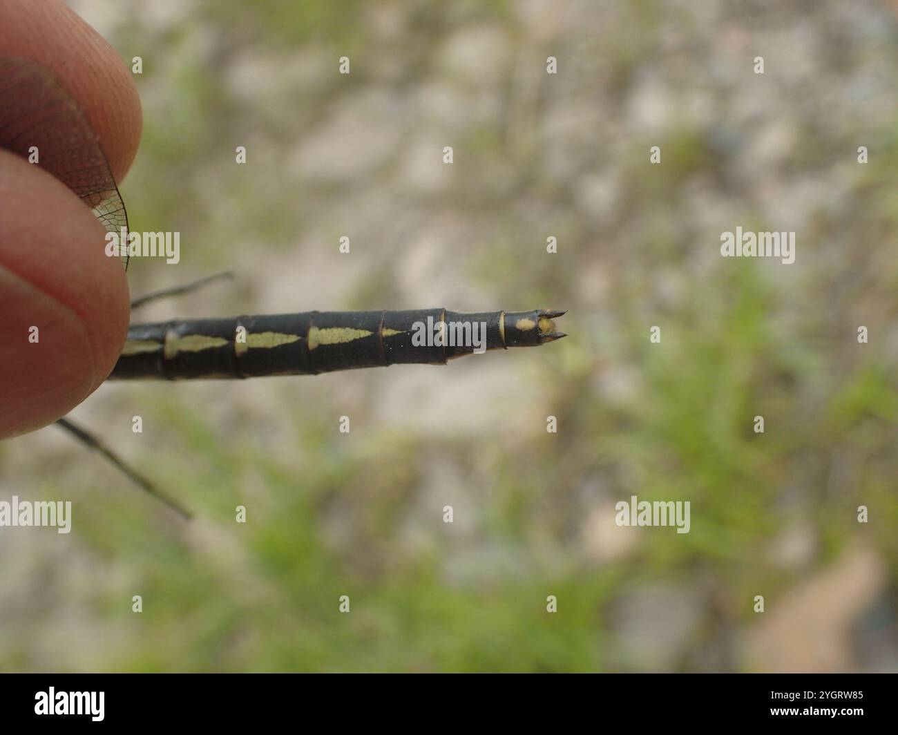 Horned Clubtail (Arigomphus cornutus Stock Photo - Alamy