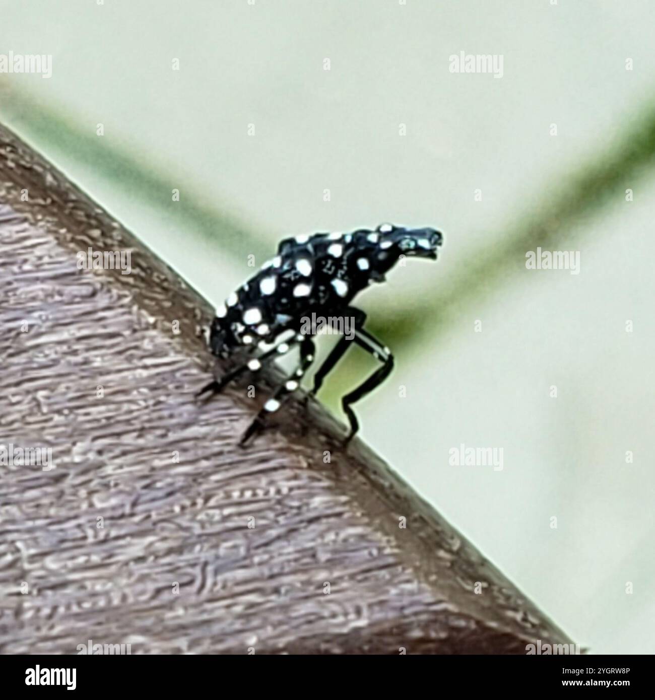 Spotted Lanternfly (Lycorma delicatula Stock Photo - Alamy