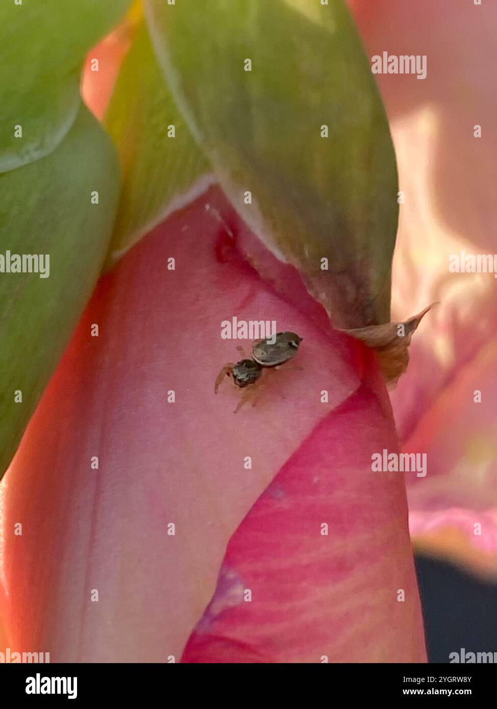 Buttonhook Leafbeetle Jumping Spider (Sassacus vitis Stock Photo - Alamy