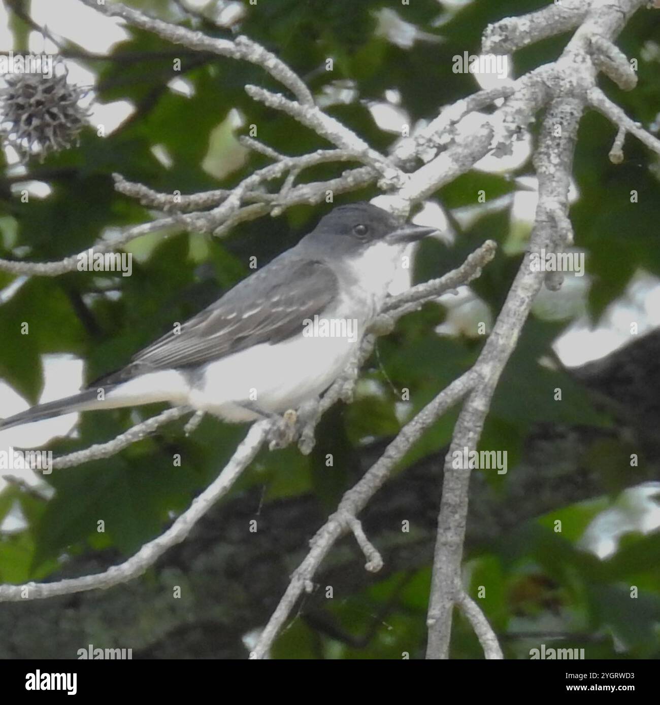 Eastern Kingbird (Tyrannus tyrannus Stock Photo - Alamy