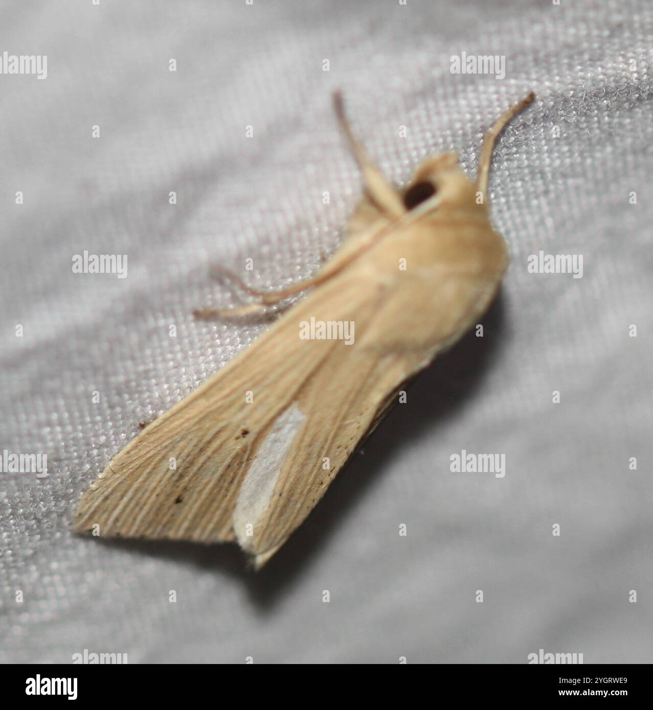 Wainscot Moths (Leucaniini Stock Photo - Alamy