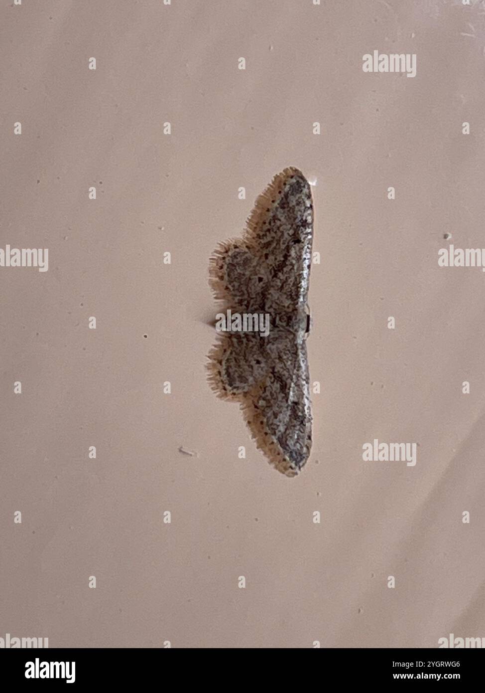 Geometer Moths (Geometridae Stock Photo - Alamy
