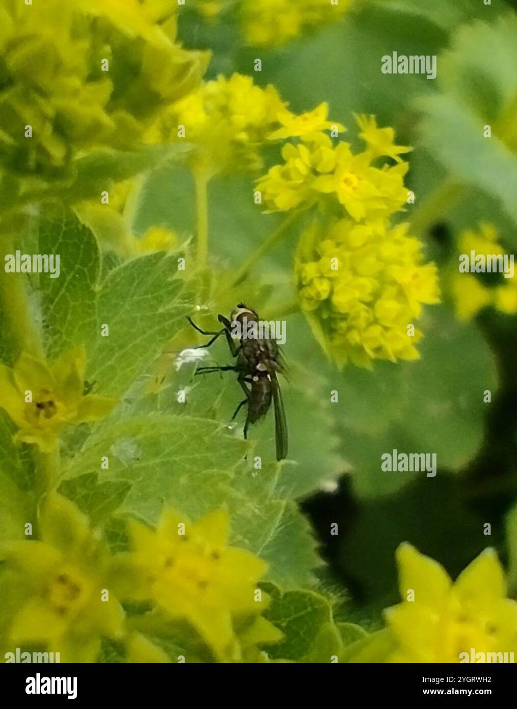 Root-maggot Flies (Anthomyiidae Stock Photo - Alamy