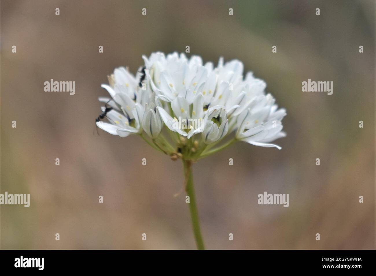 white brodiaea (Triteleia hyacinthina Stock Photo - Alamy