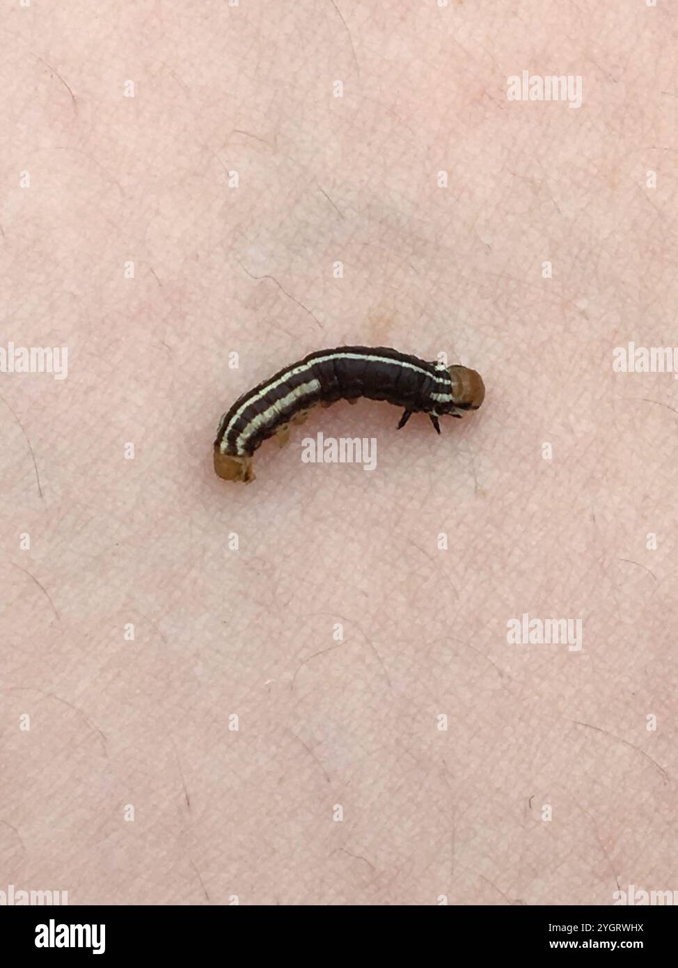 Stalk Borer Moth (Papaipema nebris Stock Photo - Alamy