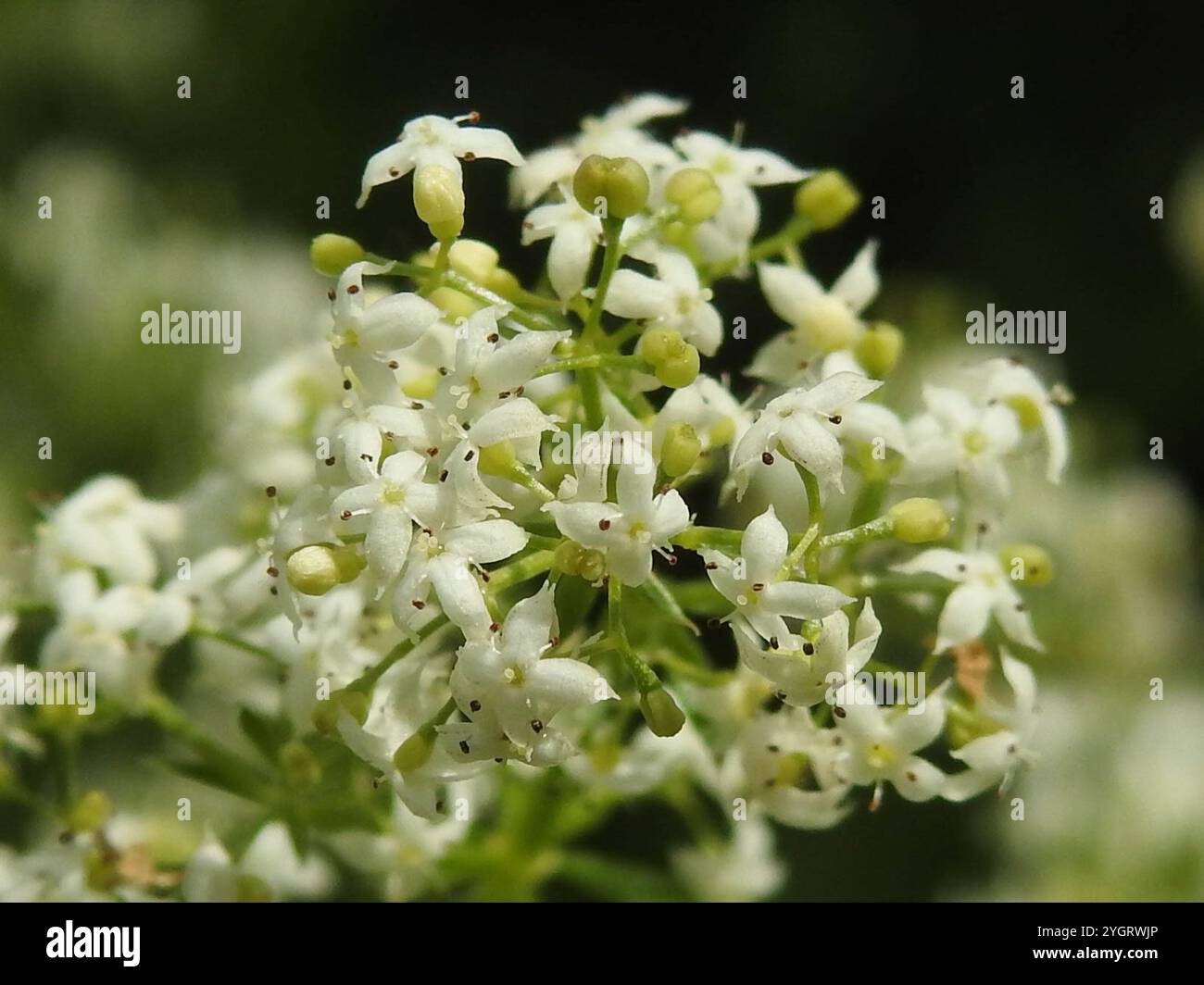white bedstraw (Galium album Stock Photo - Alamy