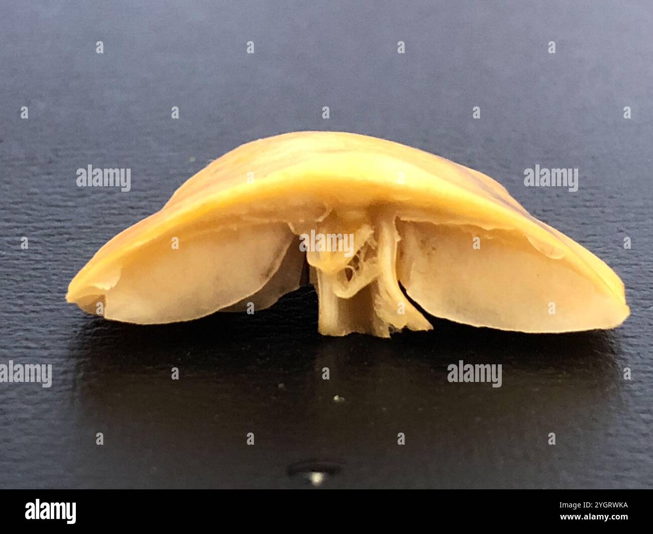 Common Fieldcap (Agrocybe pediades Stock Photo - Alamy