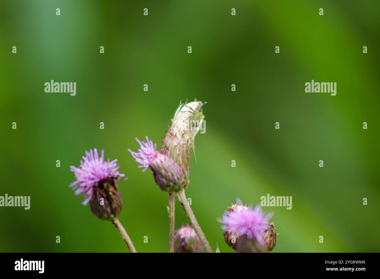 Carlinae hi-res stock photography and images - Alamy