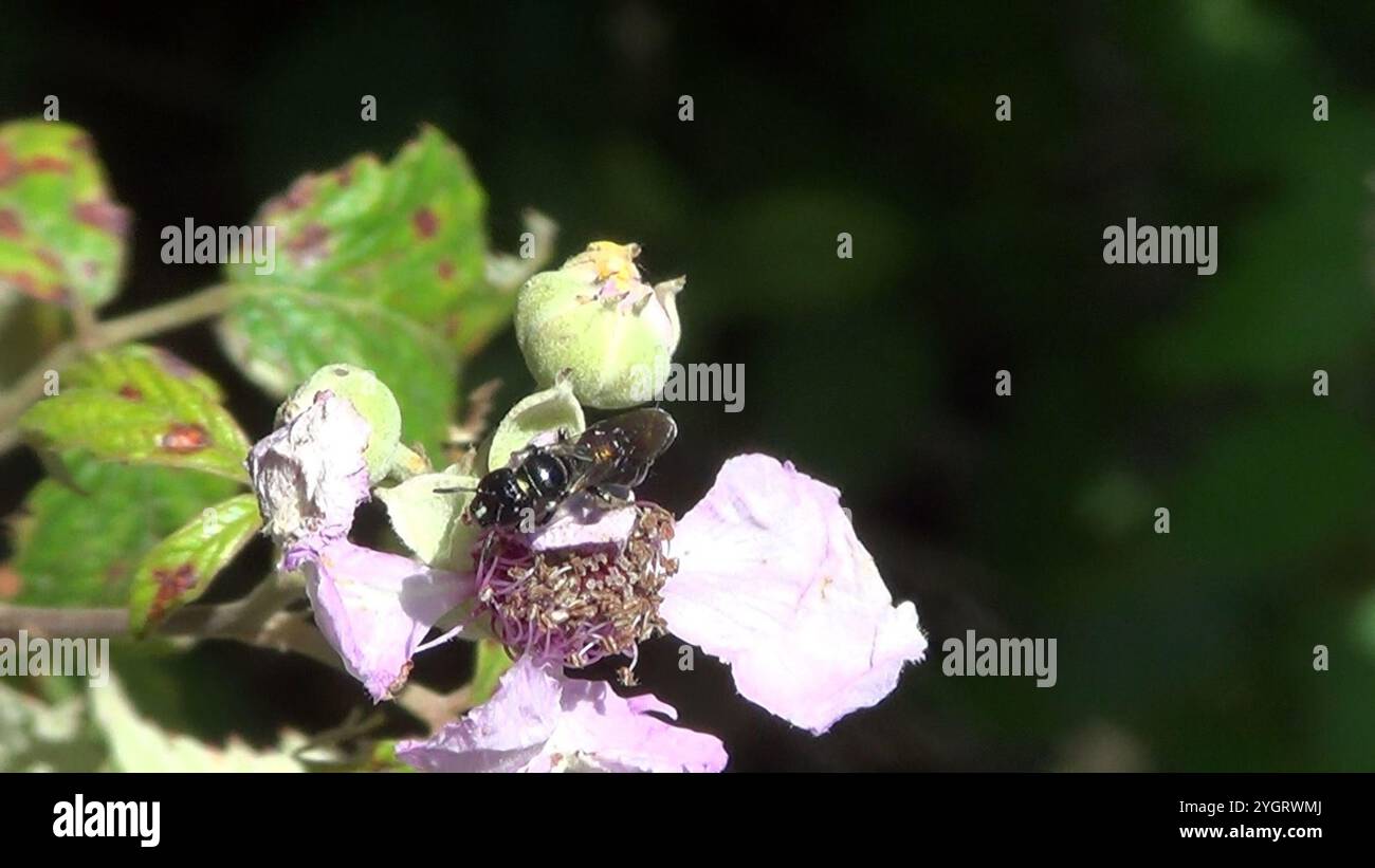 Cucumber Small Carpenter (Ceratina cucurbitina Stock Photo - Alamy