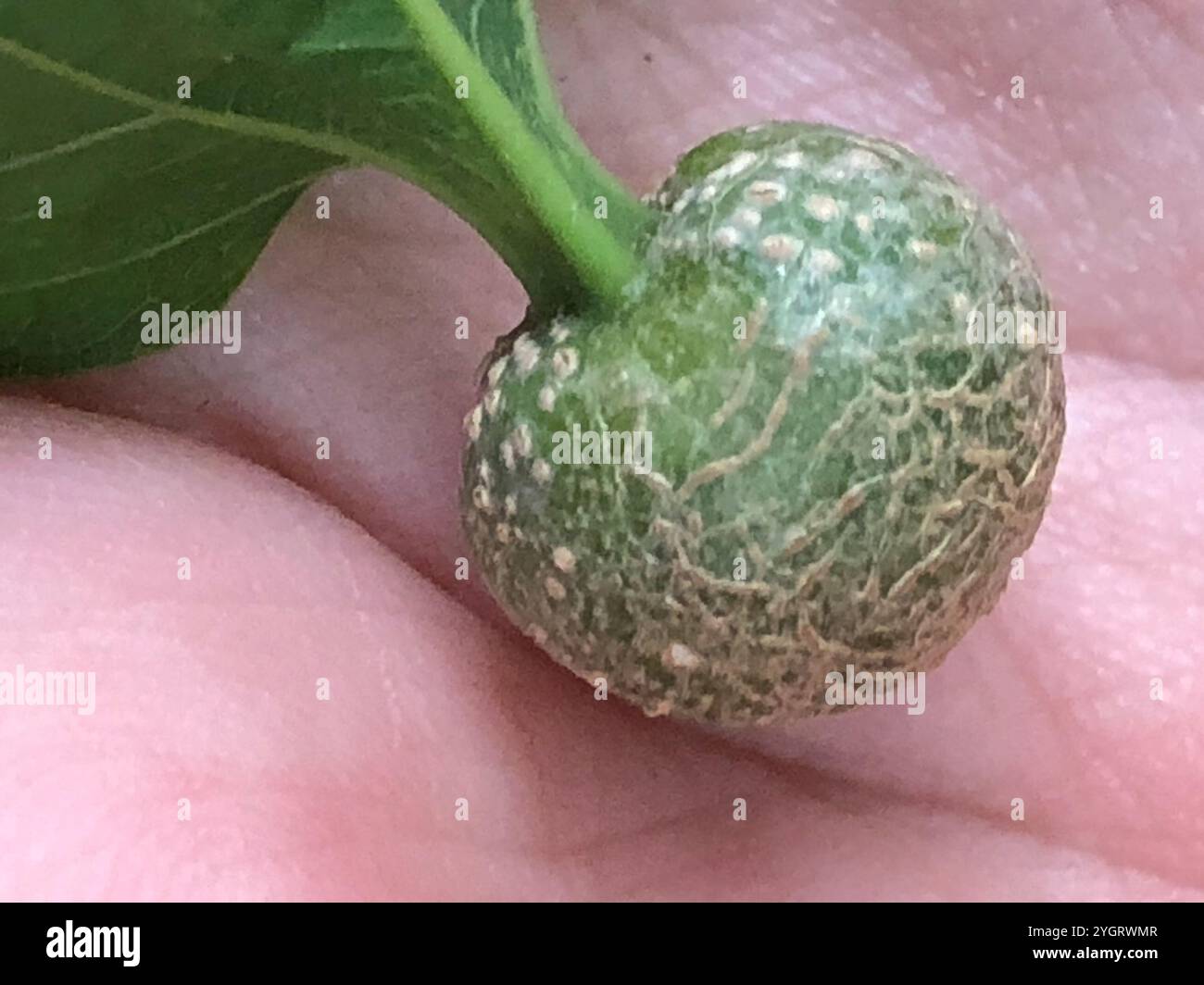 Hackberry Petiole Gall Psyllid (Pachypsylla venusta Stock Photo - Alamy