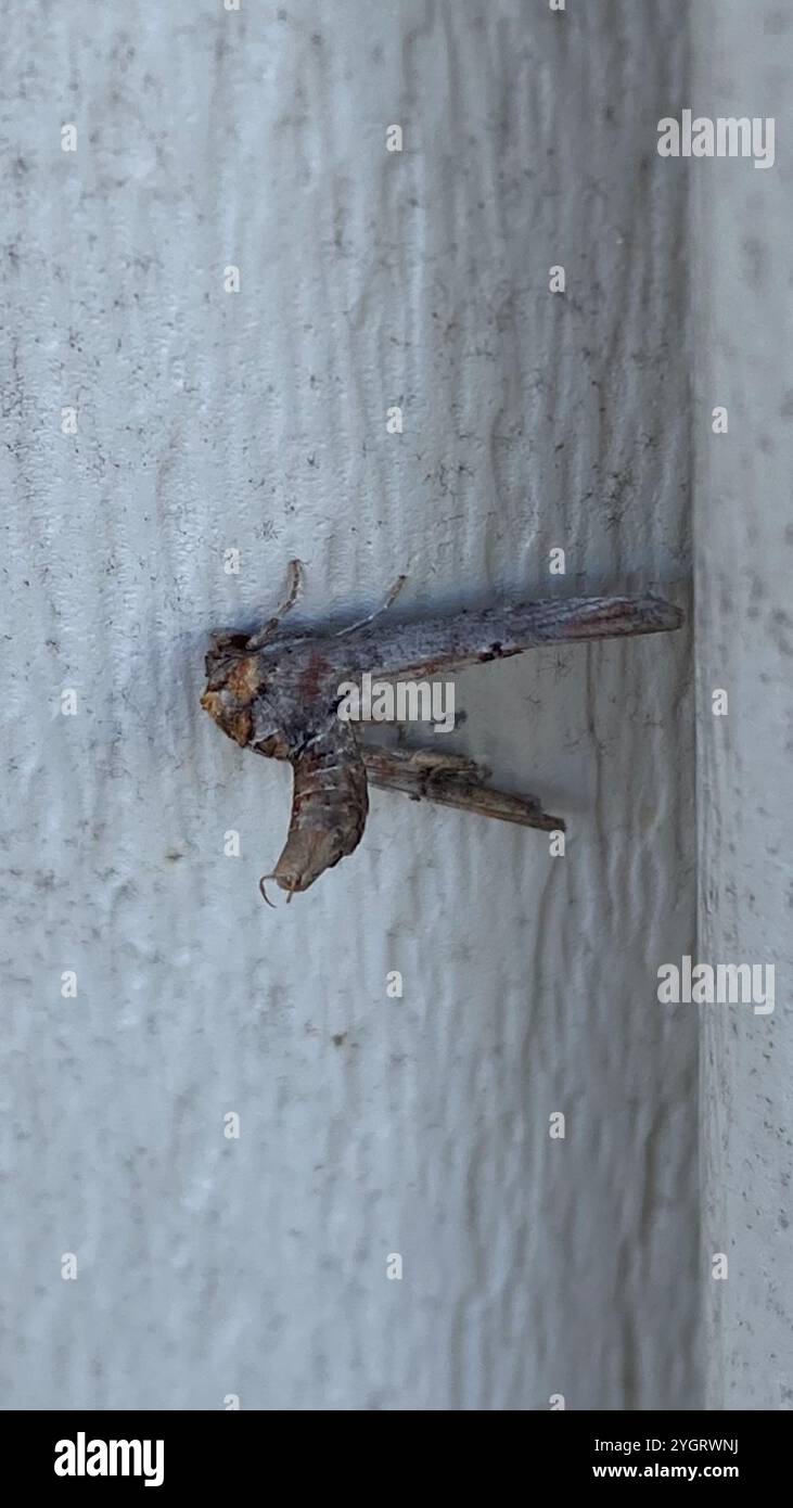 Dark Marathyssa Moth (Marathyssa inficita Stock Photo - Alamy
