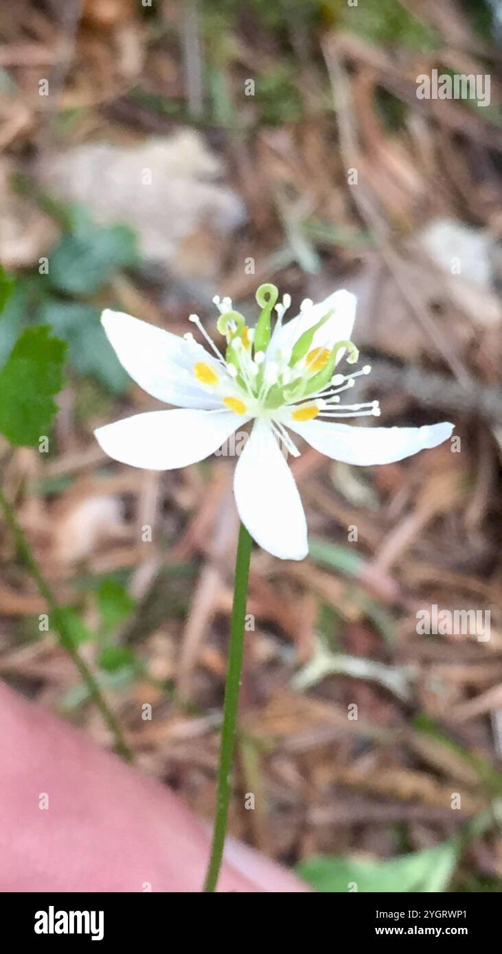 threeleaf goldthread (Coptis trifolia Stock Photo - Alamy