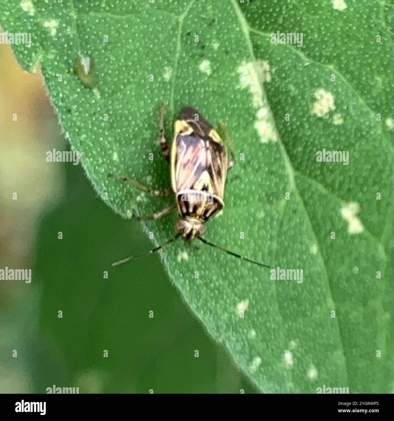 North American Tarnished Plant Bug (Lygus lineolaris Stock Photo - Alamy