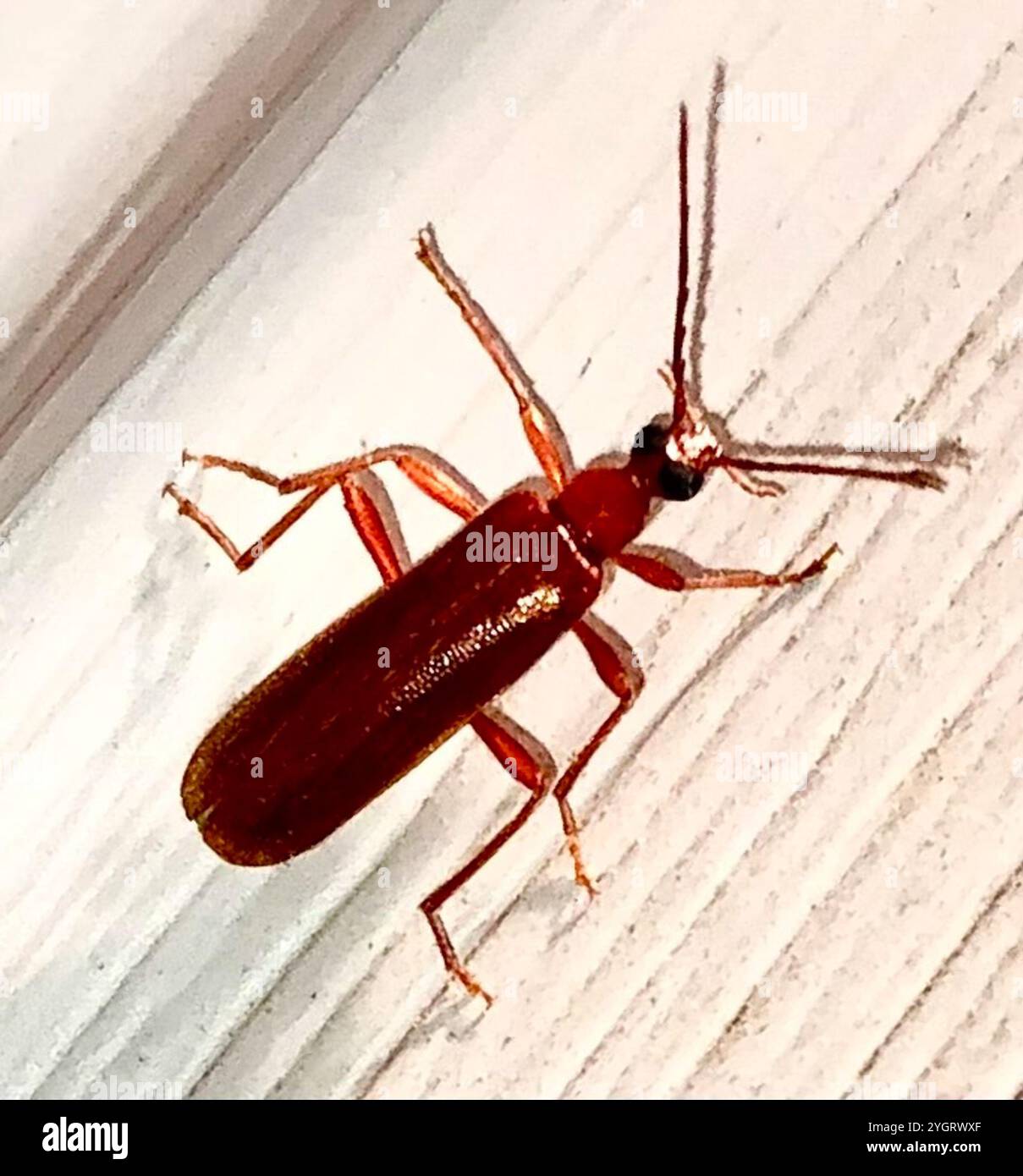 Uniform Fire-coloured Beetle (Dendroides concolor Stock Photo - Alamy