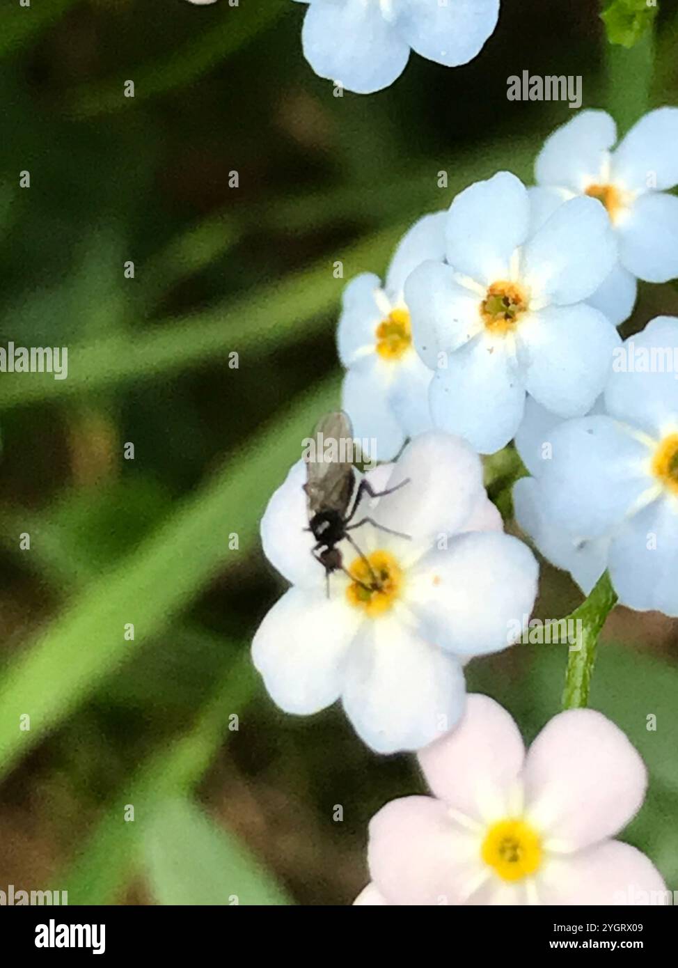 Dance Flies, Long-legged Flies, and Allies (Empidoidea Stock Photo - Alamy