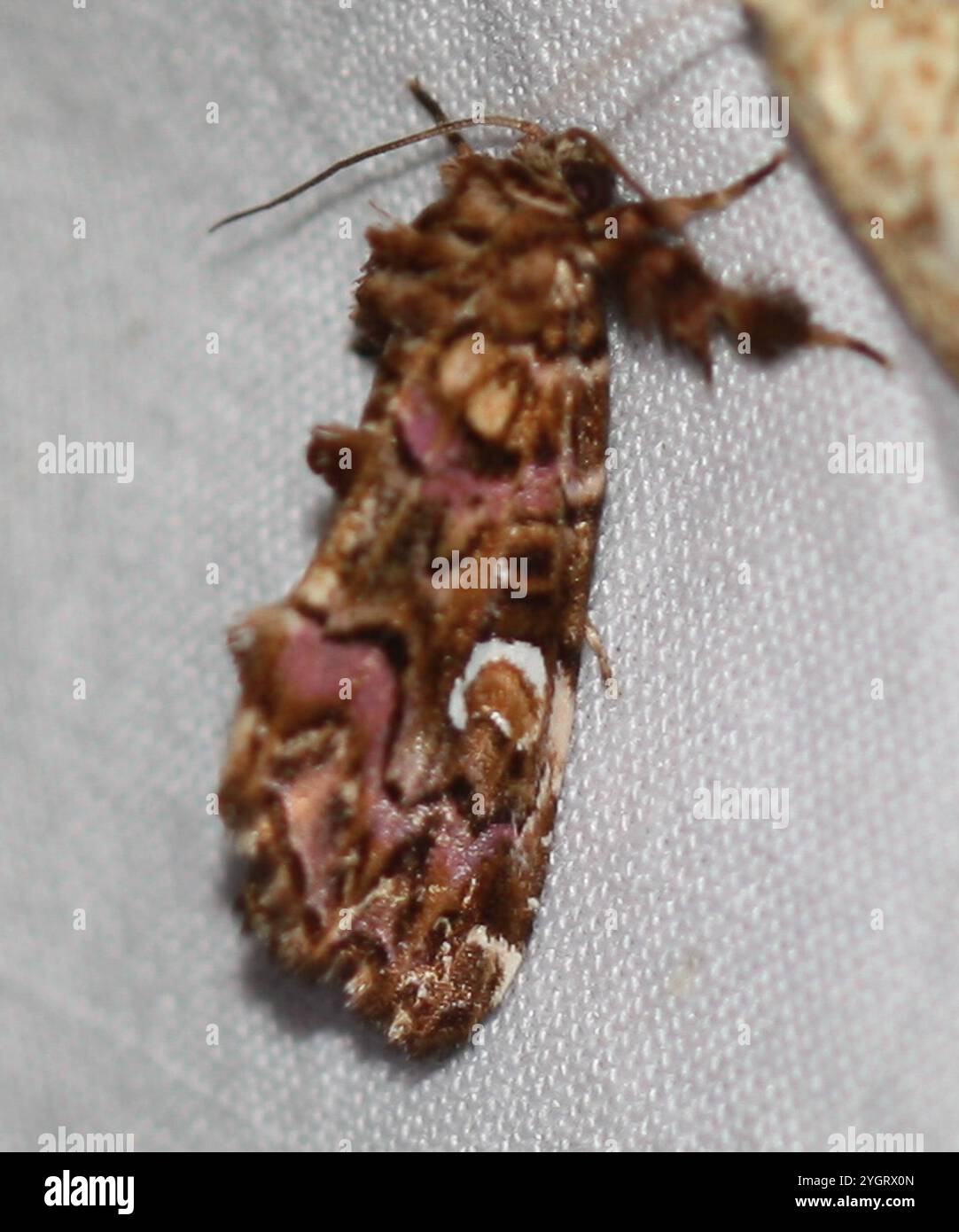 Pink-shaded Fern Moth (Callopistria mollissima Stock Photo - Alamy