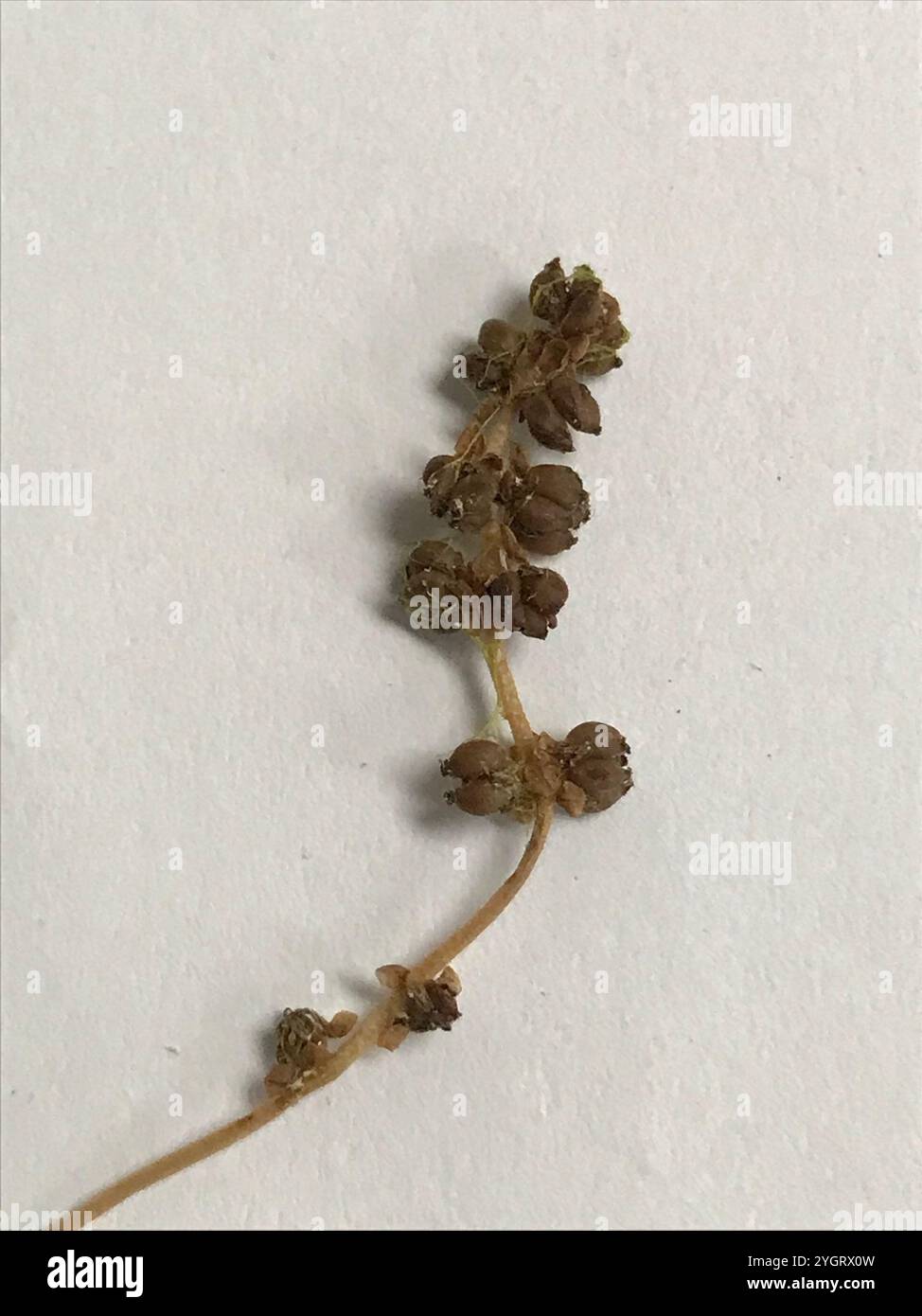 Potamogetonaceae family hi-res stock photography and images - Alamy